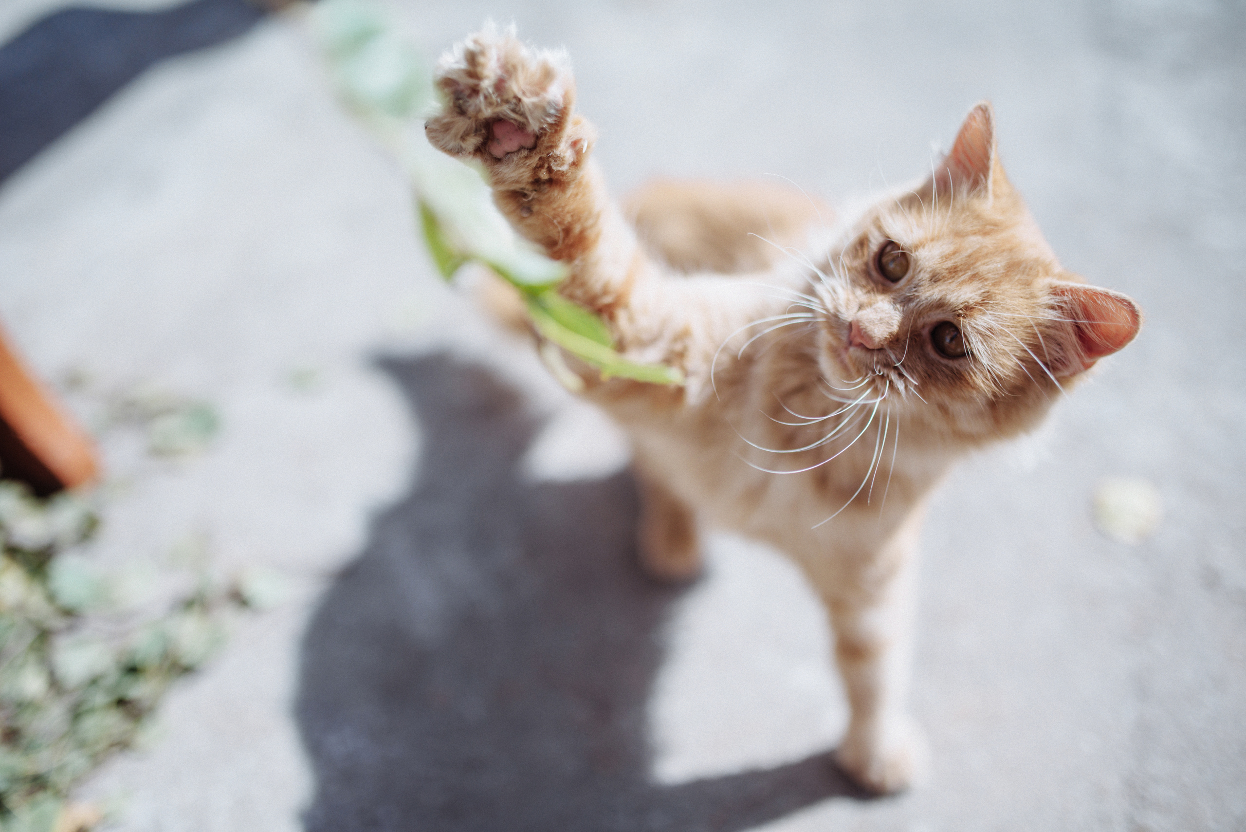 Kitten Care: Must-Know Tips for Raising Kittens | Pawjourr Blog