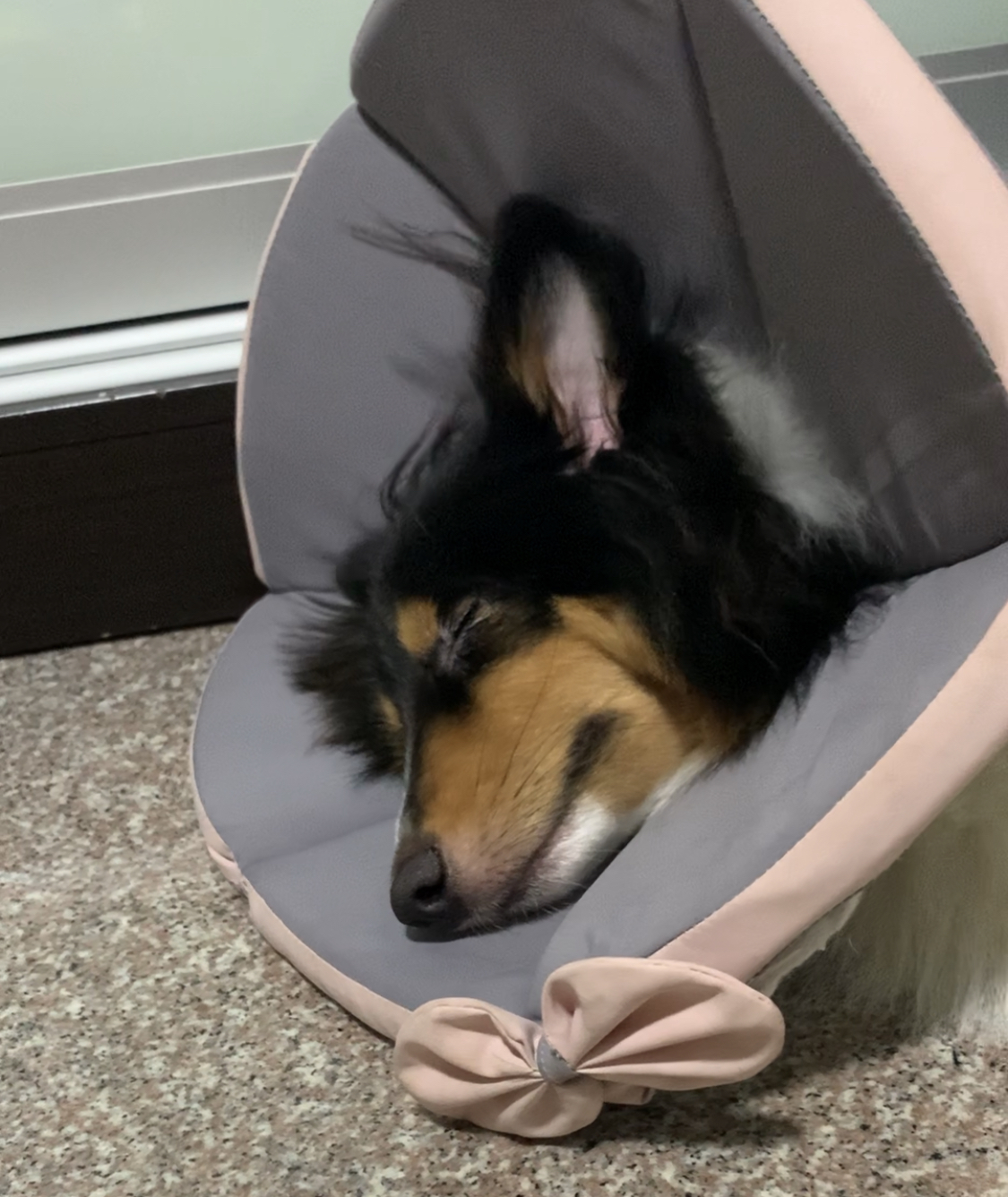 A Cryptorchid Dog’s Neutering Journey | Pawjourr Blog