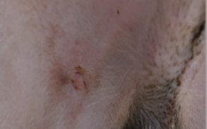 A Cryptorchid Dog’s Neutering Journey | Pawjourr Blog